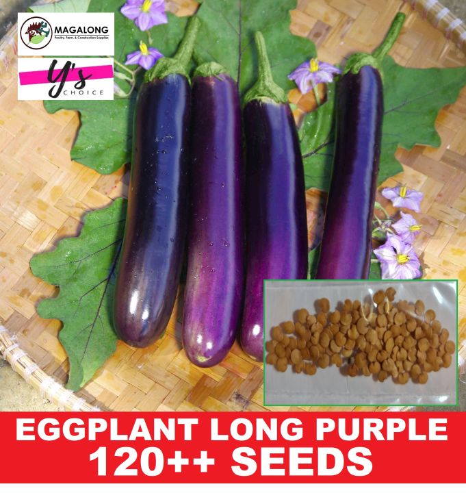 *INTRODUCTORY SALE!!!* 120++ SEEDS - EGGPLANT LONG PURPLE (CONDOR ...