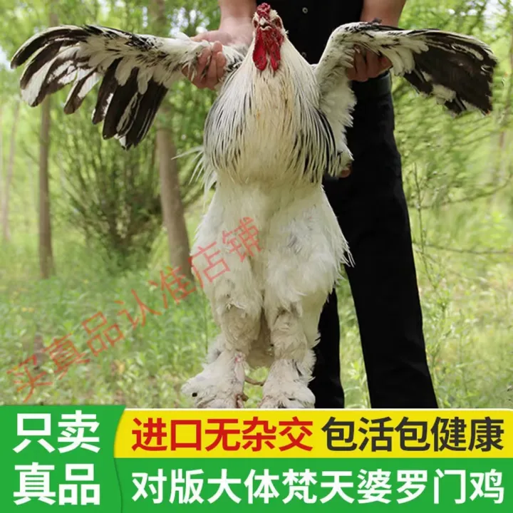 Imported giant Borneo chicken Brahman chicken Brahma chicken giant ...