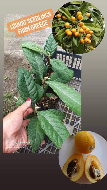 Loquat Greek Loquat/Eriobotrya Japonica fruit seedlings | Lazada PH