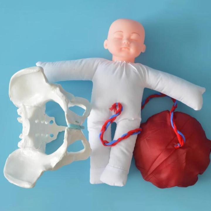 Baosity Female Pelvis Model Baby with Placenta Model Human Female ...