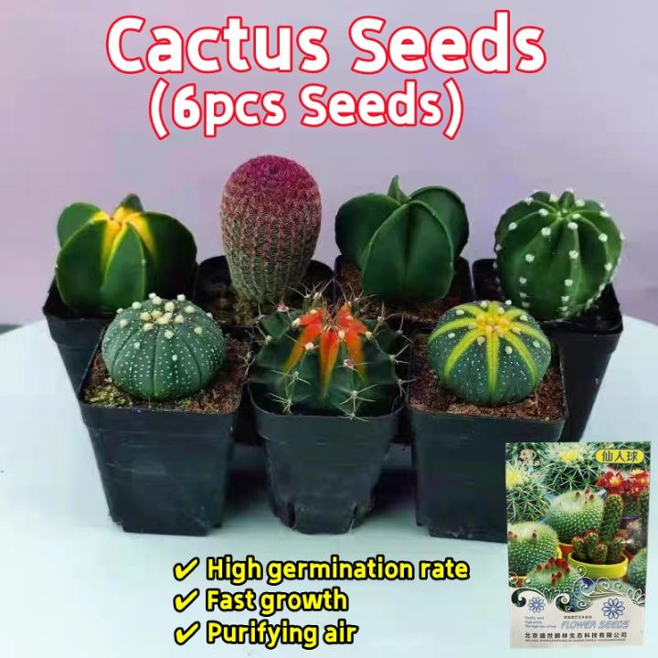 100% Original Random Cactus Seeds for Sale (Fresh 6pcs Seeds) 仙人掌 仙人球种子 ...