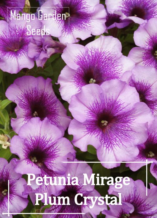 Petunia Mirage Plum Crystal Seeds - 30 Seed *Pot Friendly* Tanam Pasu ...