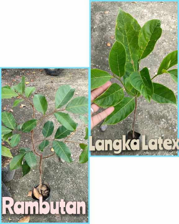 Grafted Langka (LATEX) and Rambutan Fruit Trees-Real Or Live Plants ...