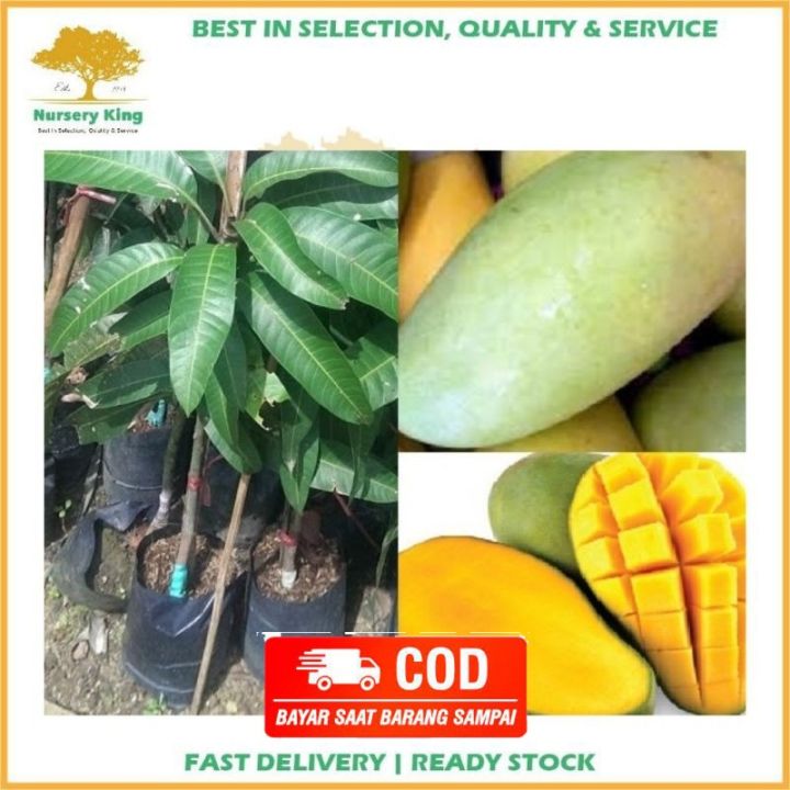 Anak Pokok Mangga Taiwan King Buy 1 Get 1 Free 50 Seeds (Non-Plant ...