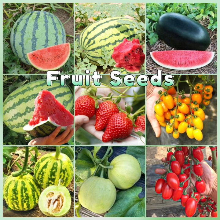 Rare Fruit Tree Plant Seeds Balcony Potted Fruit Seeds Bonsai Tree Live Plant Seeds Fruit and ...