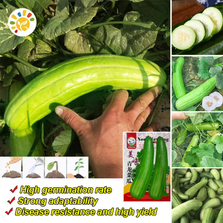 [Easy to plant seeds] 100% Original Snake Melon Seeds (30 seeds) High ...
