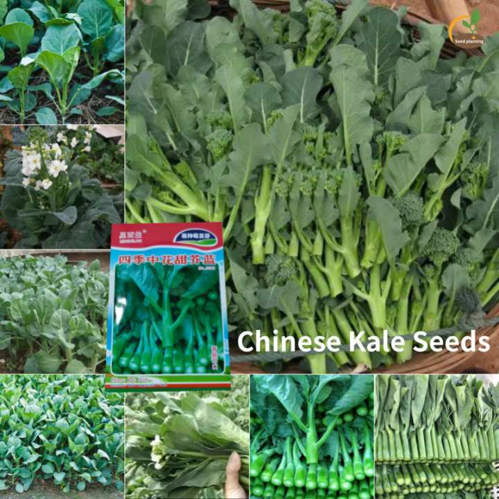 อัตราการงอกสูง Chinese Kale Seeds เมล็ดคะน้าจีน เมล็ดพืชผัก สำหรับสวน ...