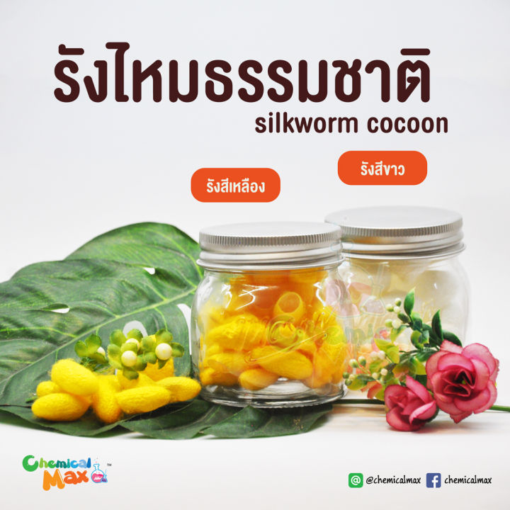 [พร้อมส่ง] รังไหม มีสีเหลืองและสีขาว Silkworm cocoon | Lazada.co.th