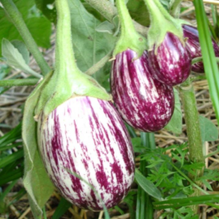 Calliope Bicolor Eggplant Seeds F1 (Solanum Melongena) | Lazada