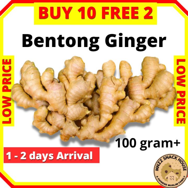 100gr] Organic Bentong Old Ginger High Mountain Halia Bentong Tua Segar ...