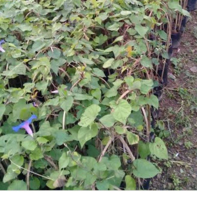 pohon morning glory-tanaman hias indoor rambat | Lazada Indonesia