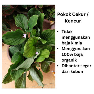 Pokok Cekur / Pokok Kencur / Kaempferia Galanga | Lazada