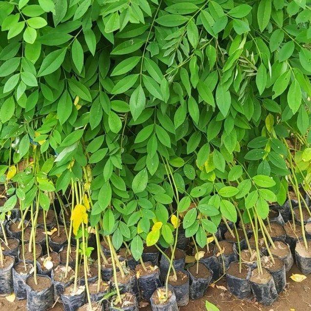 Bibit Indigofera untuk Pakan Ternak - Tanaman Fosfor, Kalsium, dan ...
