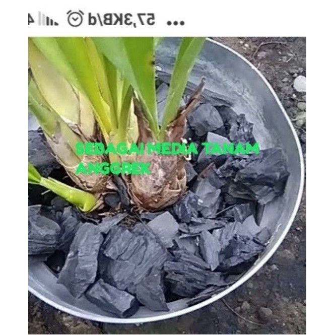 New Promo ARENG ARANG KAYU BAKAR 1kg. ARANG ARENG MEDIA TANAM ready gys ...