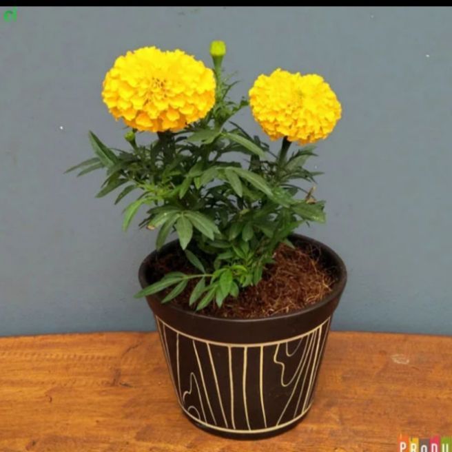 Tanaman Hias Big Marigold Bunga Kuning Pohon Marigold Besar | Lazada ...