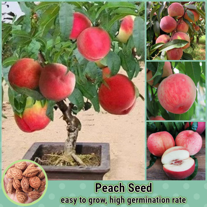[Fast Germination] Mixed Varieties Peach Tree Seeds for Sale (7-10 ...