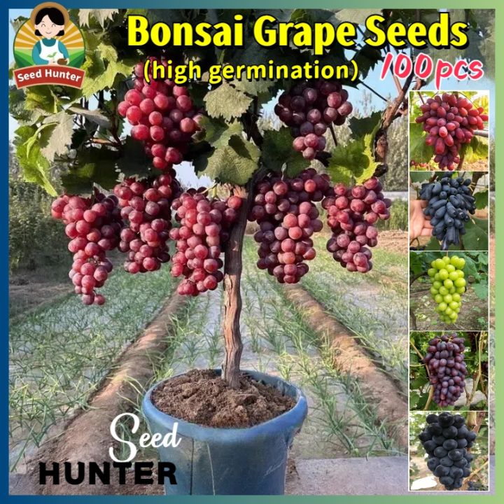 Fresh Dwarf Grape Seeds for Planting Fruit Trees (Mixed Variety 100 ...