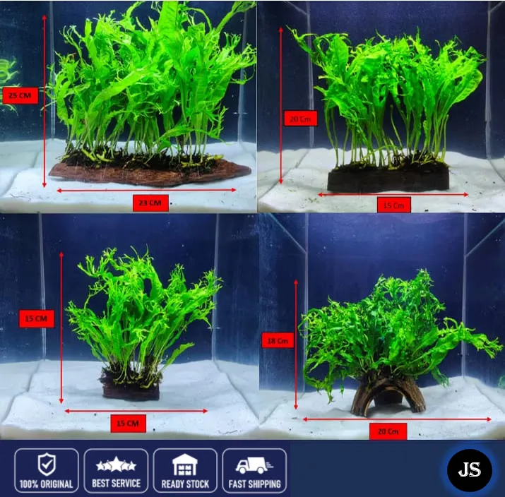 🔥Aquatic Plant Windelov🔥Microsorium pteropus/Windelov/Aquarium ...