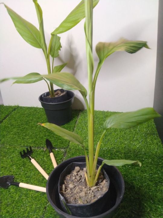 Pokok Temu Pauh/ Pokok Temu Mangga/ Anak Pokok | Lazada