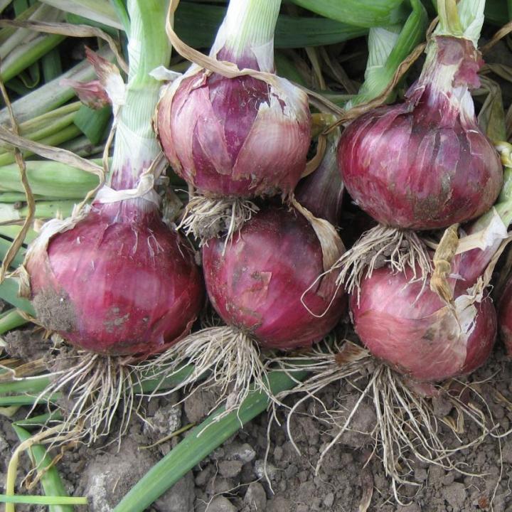 SIBUYAS / RED ONION SEEDS - (451 seeds) Red Hawk Variety | Lazada PH