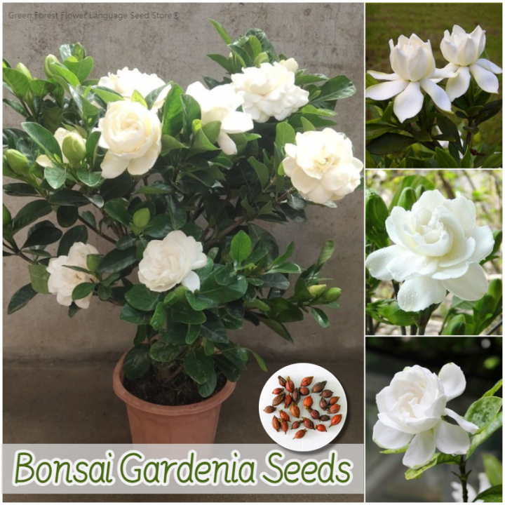 [Easy to grow in Malaysia] 100pcs Bonsai Gardenia Seeds for Planting ...