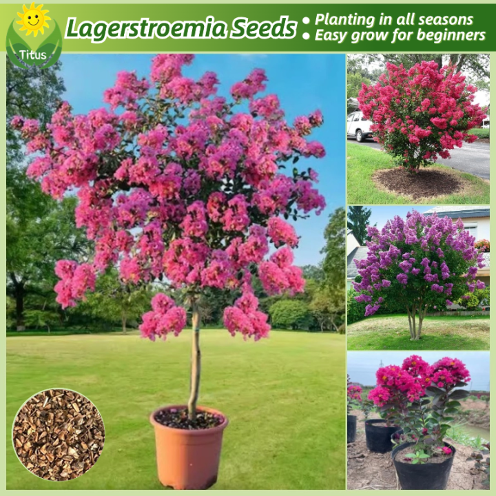 100% Legit Fresh Lagerstroemia Seeds Flower Seeds for Planting ...