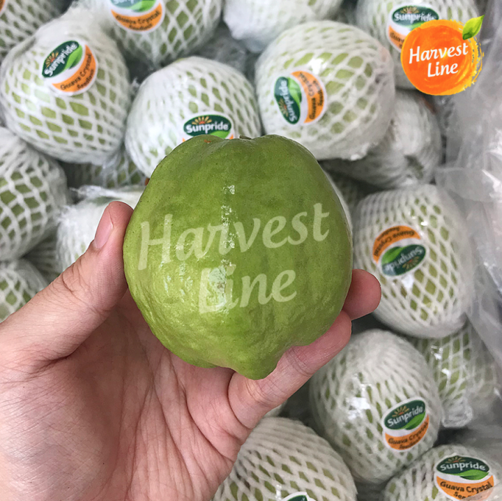 BUAH JAMBU KRISTAL CRYSTAL SEEDLESS 1KG , HARVEST LINE | Lazada Indonesia