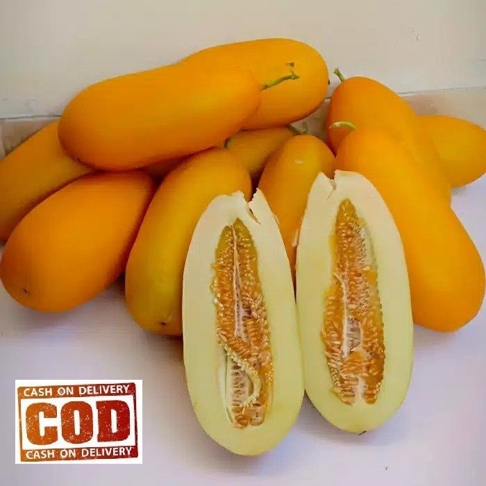 TIMUN SURI EMAS - 20PCS BIJI / BIBIT / BENIH TIMUN SURI EMAS / TIMUN ...