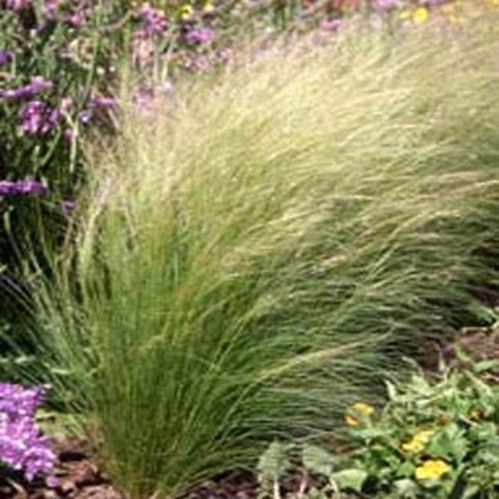 Mexican Feather Grass Stipa Tenuissima seeds | Lazada PH