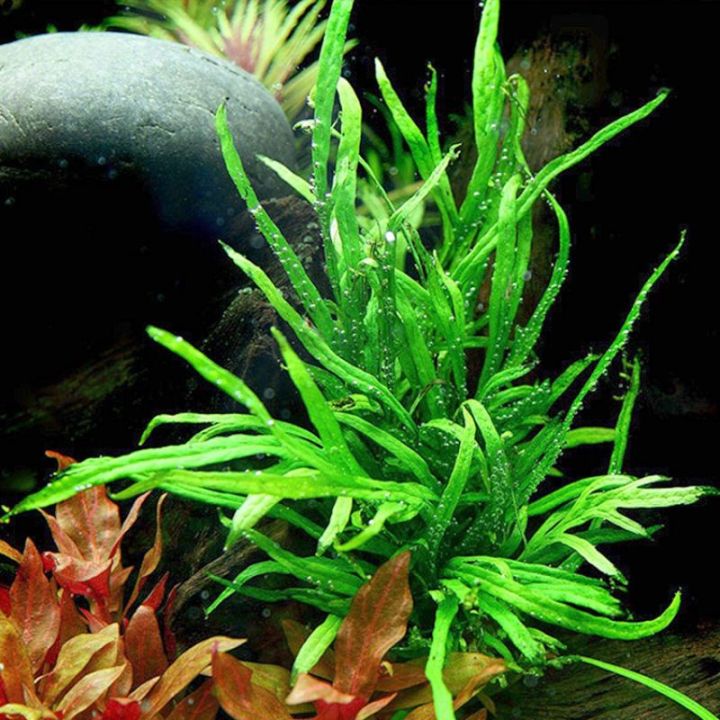Aquatic plants Microsorum pteropus True Needle Leaf(水草细叶铁皇冠) | Lazada