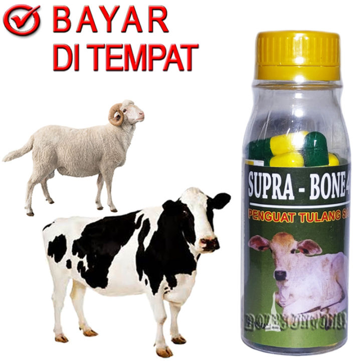 SUPRA BONE Vitamin Tulang Sapi Kambing Kuda Domba Obat Cacat Lumpuh ...