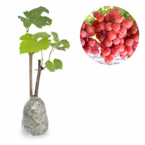 Tanaman Anggur Merah | Lazada Indonesia
