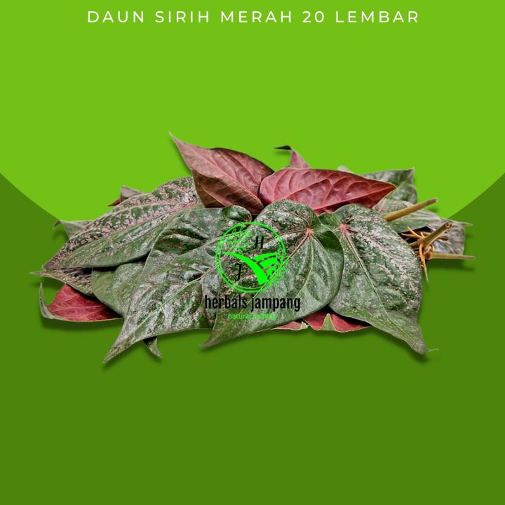 Daun Sirih Merah Segar Organik 10 Lembar | Lazada Indonesia