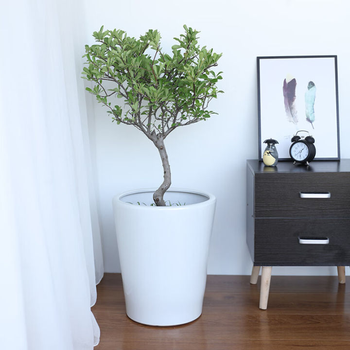 Simple White Extra Large Flower Pot Ceramic Money Tree Sansevieria ...