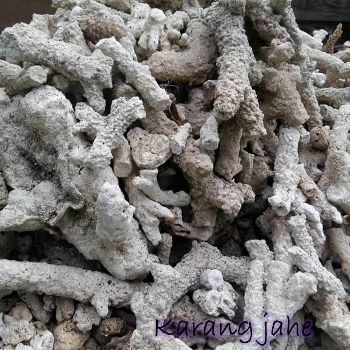 batu karang jahe aquarium aquascape untuk ph air | Lazada Indonesia