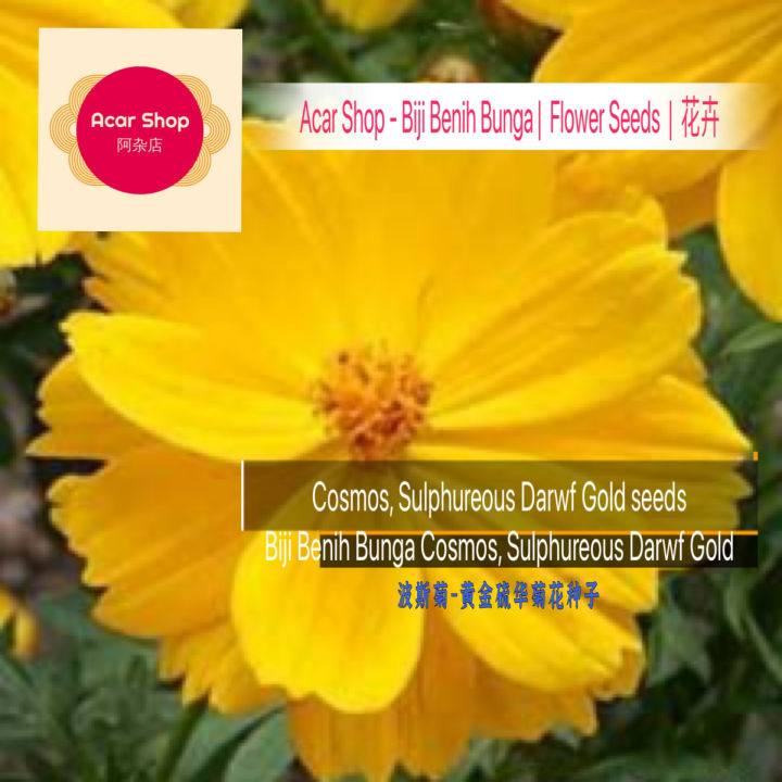 Cosmos Sulphureus Dwarf Gold Seeds | Biji Benih Bunga Cosmo Sulphureus ...