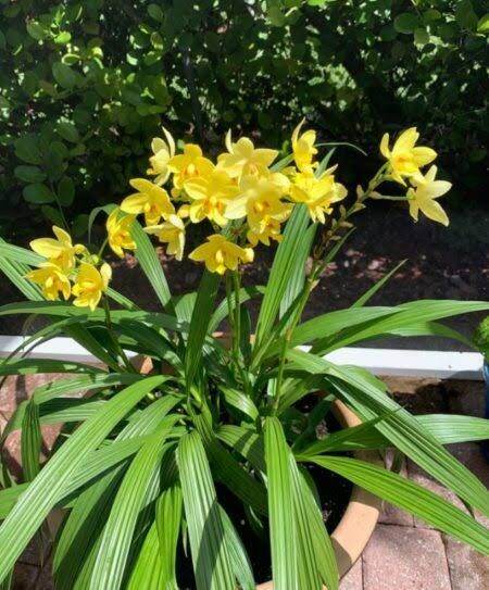 ANGGREK TANAH BUNGA KUNING | Lazada Indonesia