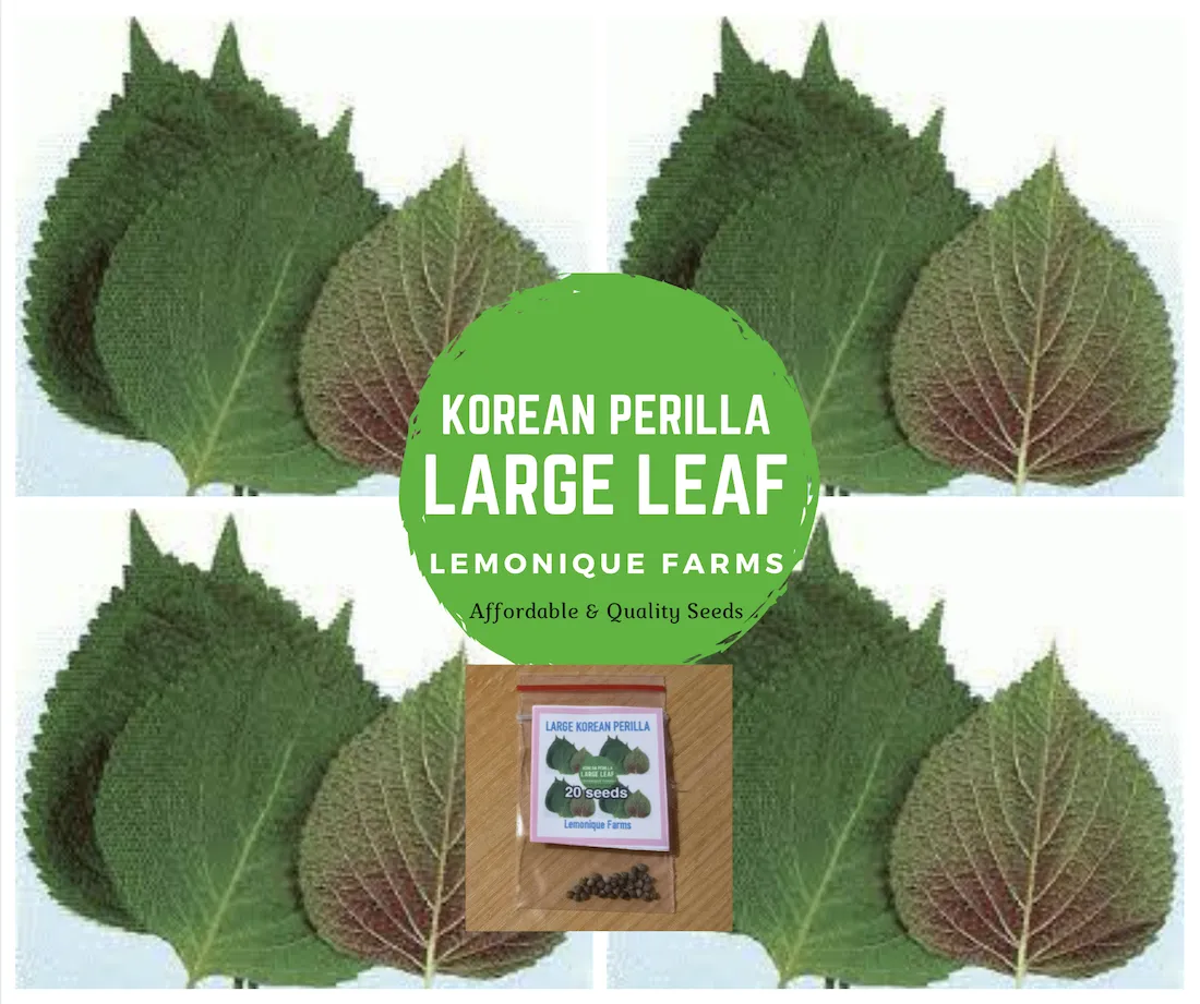 Large Leaf Korean Perilla | Perilla Korean with slight amber at back ...