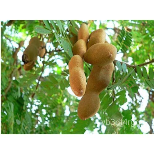 Easy to grow Organic+indica Tamarindus +, Tamarind (Growth Tree Seed ...