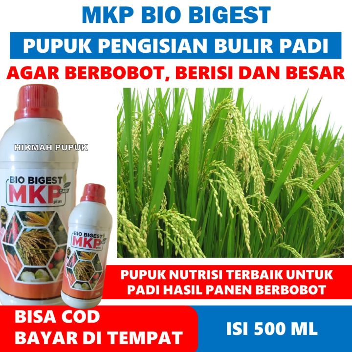 PUPUK PENGISIAN BULIR PADI DI SAWAH BIAR BESAR DAN LEBIH BANYAK MKP BIO ...