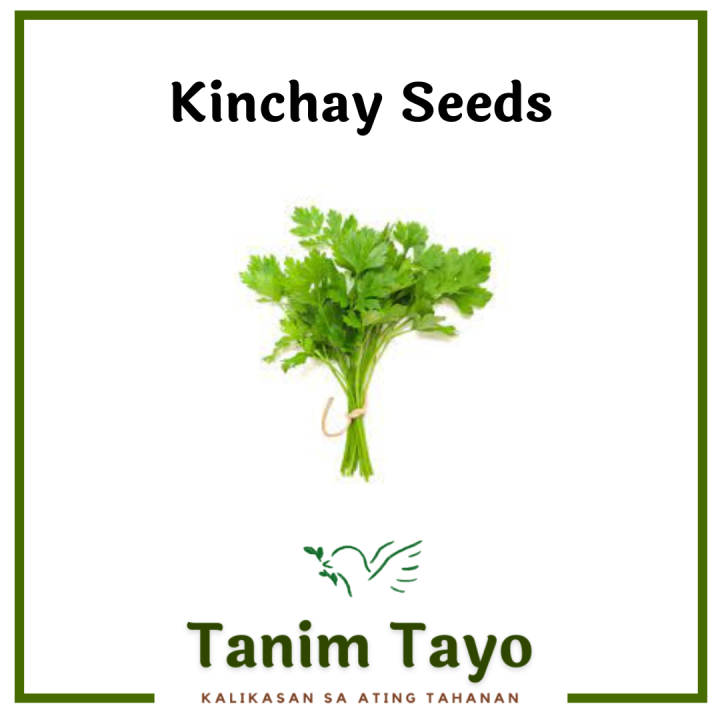 TanimTayo.PH Kinchay Catmon Seeds for Planting Premium Quality High ...