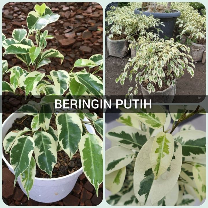 Bibit Tanaman Beringin Putih Tanaman Hias | Lazada Indonesia Bibit Tanaman Beringin Putih Tanaman Hias | Lazada Indonesia