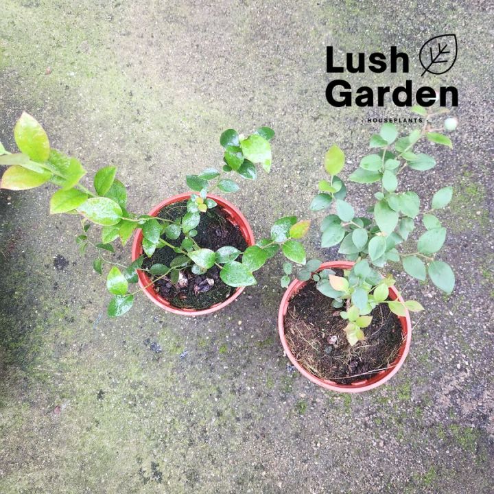 Blueberry Plant/ Pokok Beri Biru 蓝莓树 170mm Pot Fruit Tree Live Plant ...