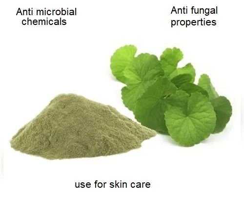 Kuppaimeni Powder - Haritamanjari - Acalypha indica 50g | Lazada