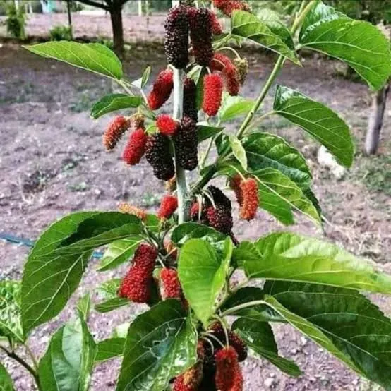 Bibit tanaman buah long murbei - bibit murbei panjang dan besar Aww ...