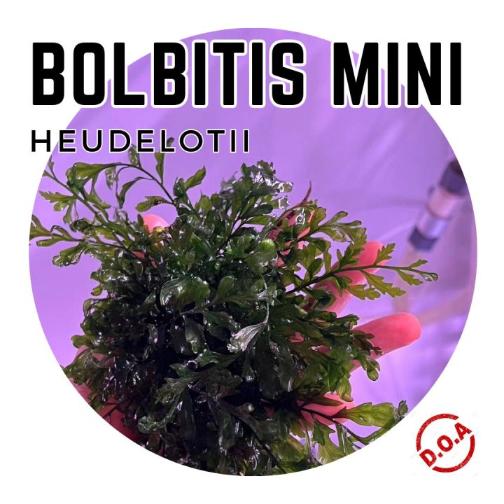 [Aquatic Plant] Rare Bolbitis Mini Dwarf Heudelotii Short African Water ...