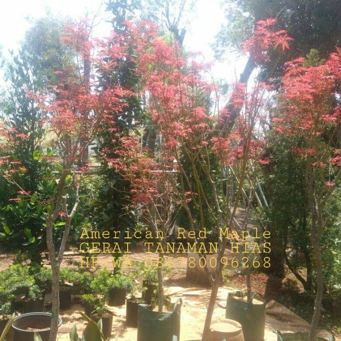 Pohon American Red Maple/Maple Amerika Daun Merah | Lazada Indonesia