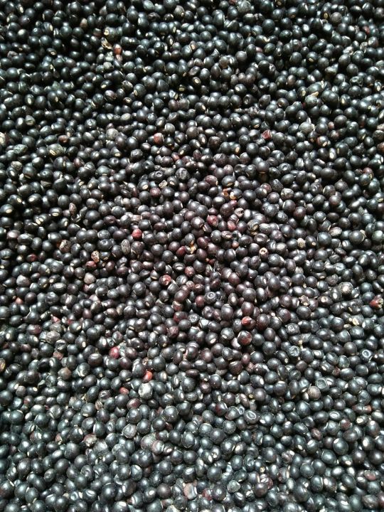 kacang gude/cajanus cajan/hiris | Lazada Indonesia