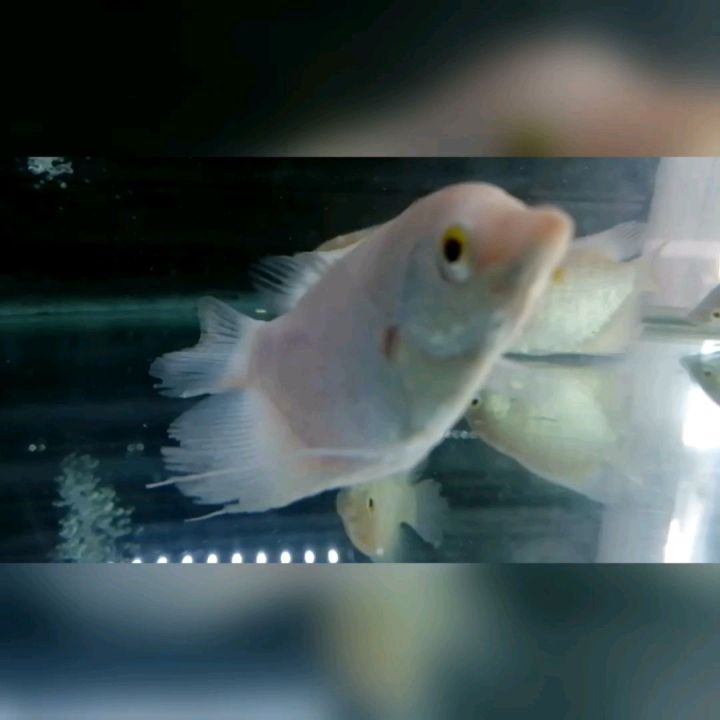 kaloi emas mata merah/Golden Giant red eyes Gourami/红眼金加雷 3.5 inch | Lazada