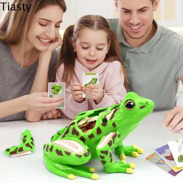 TIASTY Detachable Frog Anatomy Model Early Learning Frog Organs Frog ...
